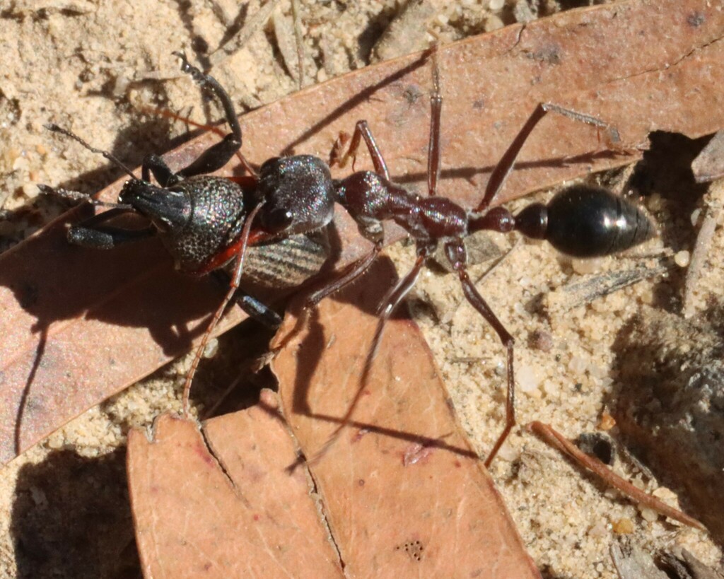 Australian Red Bull Ant from Blue Mountains Nat'l Park NSW 2787 ...