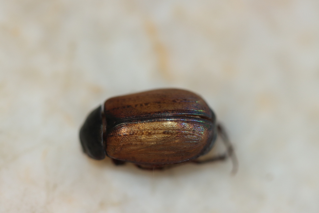 Scarabs in December 2023 by Nature_Lover. Location: Lower Blue ...