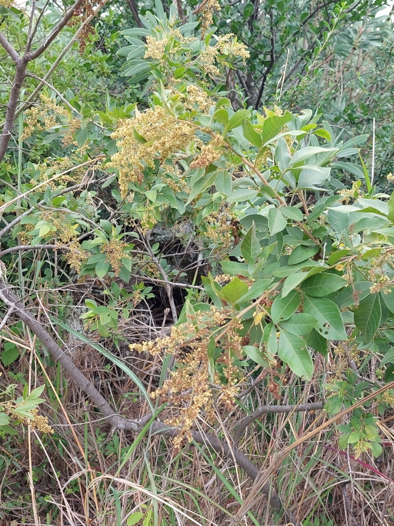 Common Wild Currant from Moreleta Park on January 3, 2024 at 08:13 AM ...