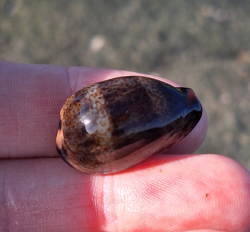 yellow-toothed cowrie from Australia on January 3, 2024 at 05:05 PM by ...