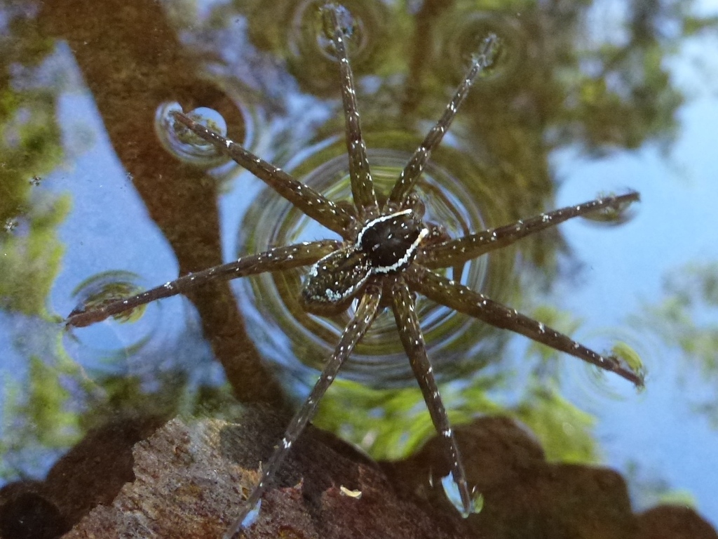 Fishing Spiders from Redbank Creek QLD 4312, Australia on December 27 ...