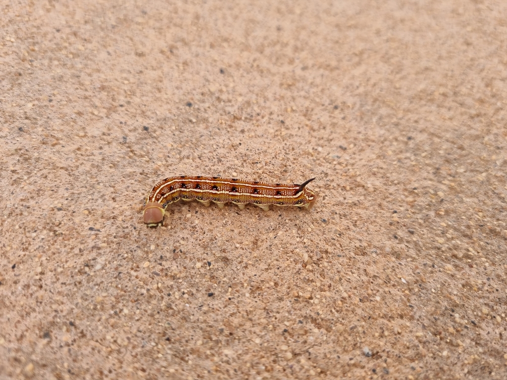Australian Striped Hawk Moth in December 2021 by zazadi · iNaturalist