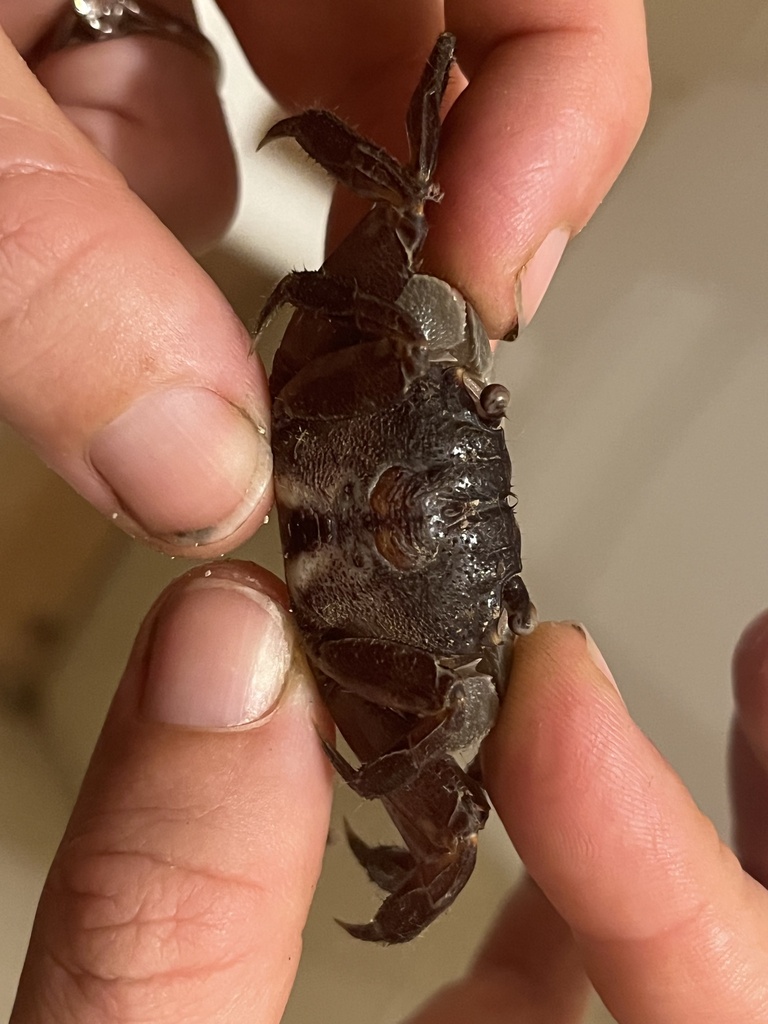 Tioman crab from Mulgrave River, Deeral, QLD, AU on January 4, 2024 at ...