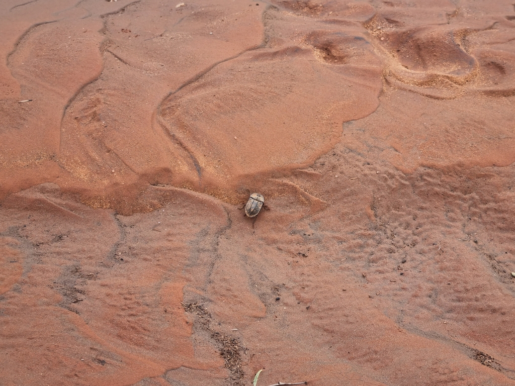 Pie-dish Beetles in February 2022 by zazadi · iNaturalist