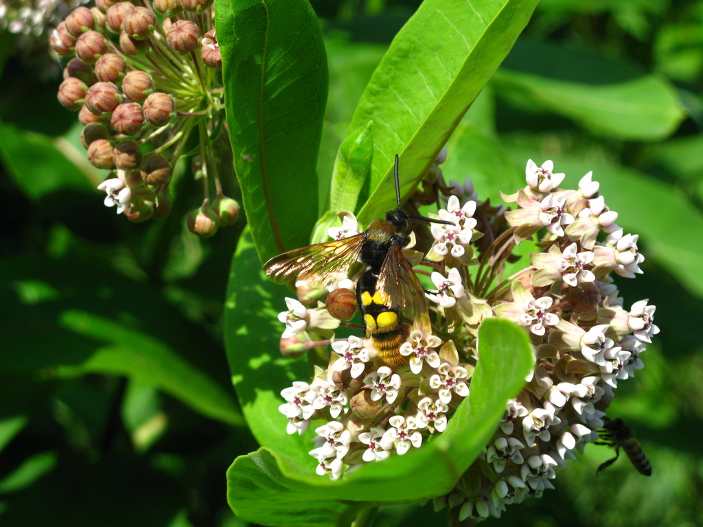 Megascolia maculata maculata from Солонянський район, Дніпропетровська ...