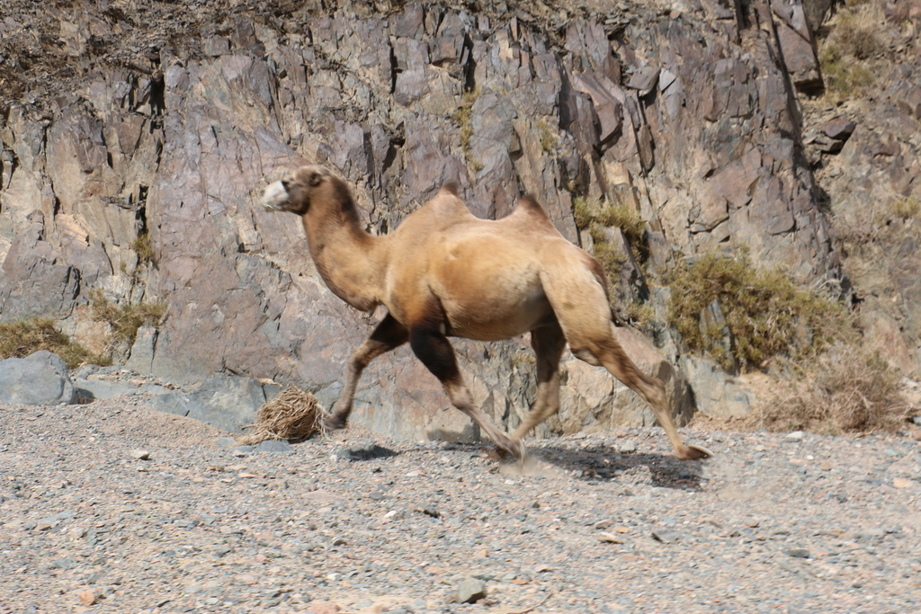 Wild Bactrian Camel in September 2018 by Wildlife biologist · iNaturalist