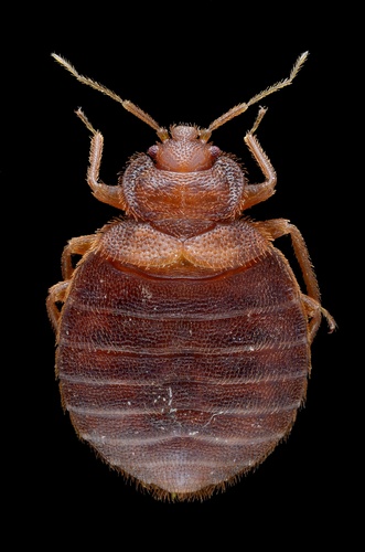 Genus Cimex · iNaturalist