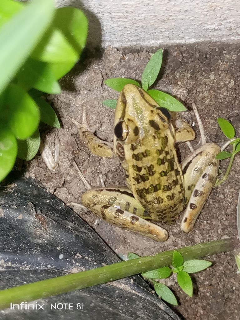 Ridged Frogs from Yagbe, Cotonou, Benin on August 4, 2023 at 07:54 PM ...