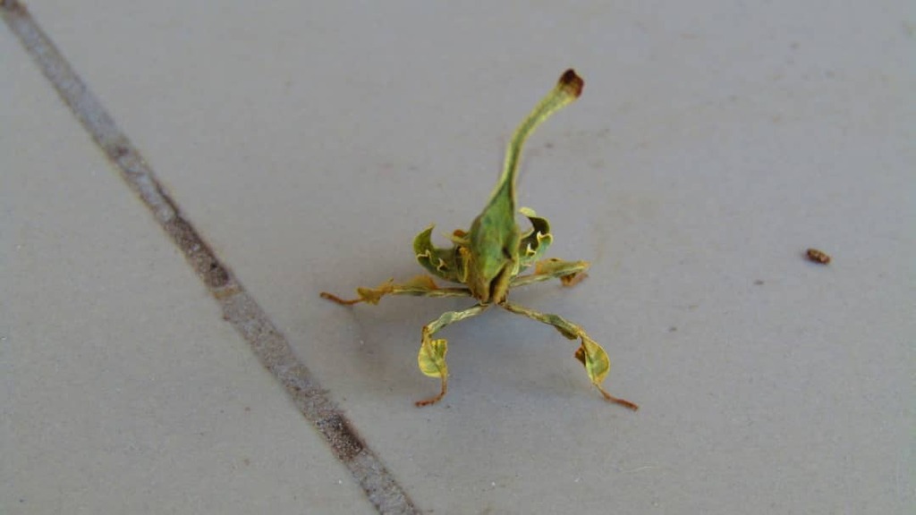 Common Ghost Mantis from Ngamiland South District, Botswana on January ...