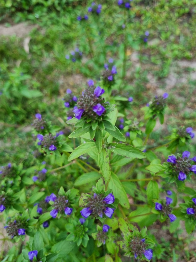 mint family in January 2024 by Ganesh Mohan T · iNaturalist
