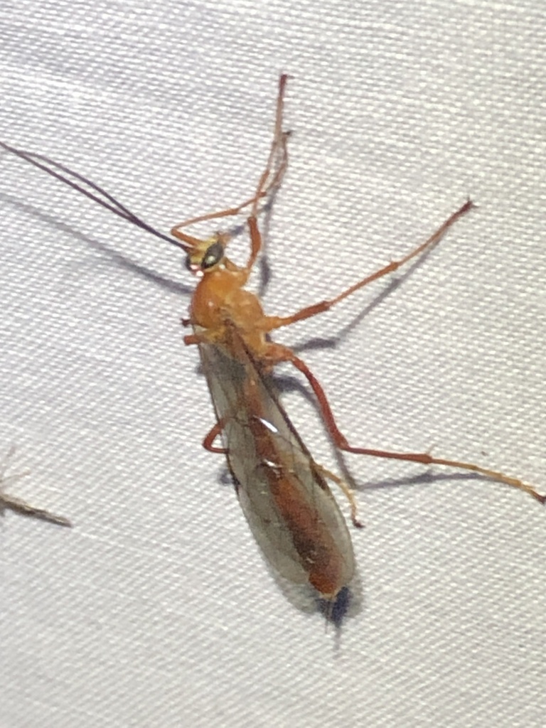 Netelia from Anglesey Ave, St Georges, SA, AU on January 4, 2024 at 11: ...