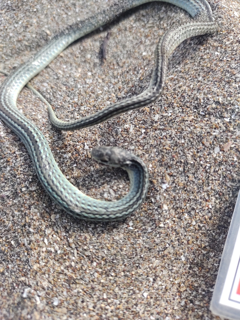 Scorpion Snake from El Cóndor, Río Negro, Argentina on January 2, 2024 ...