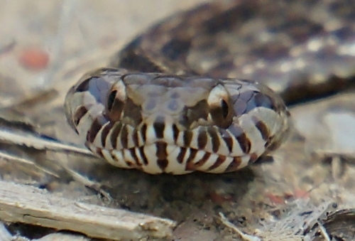 (Mesotes) - Snakes and Lizards