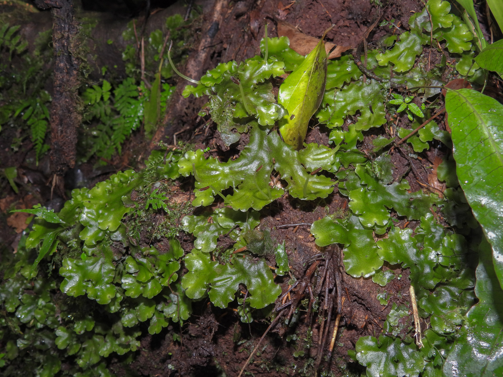 Monoclea gottschei from Puntarenas Province, Monteverde, Costa Rica on ...