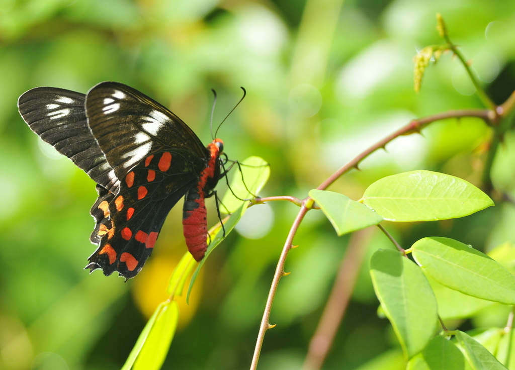plants from Karwar, Karnataka, India on August 2, 2015 at 10:22 AM by ...
