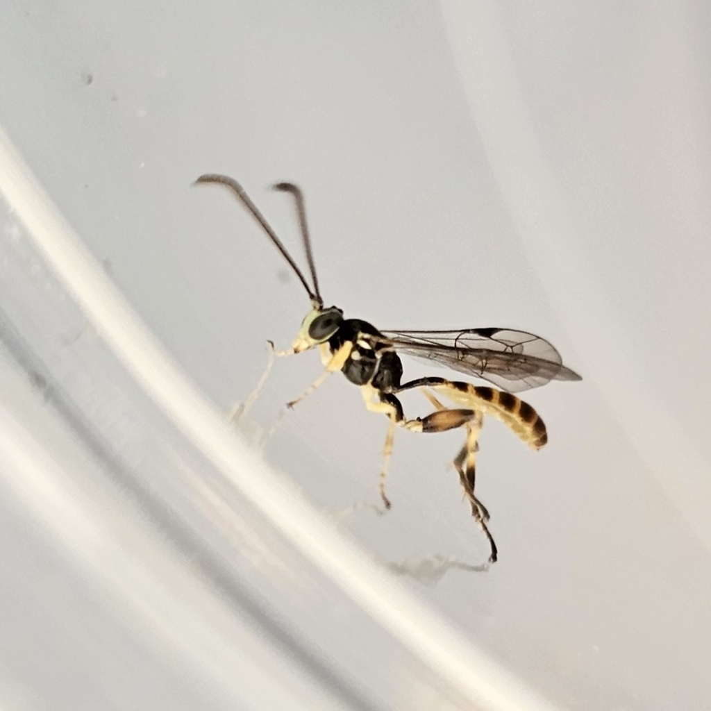 Bee Parasitizing Wasps from South West Rocks NSW 2431, Australia on ...