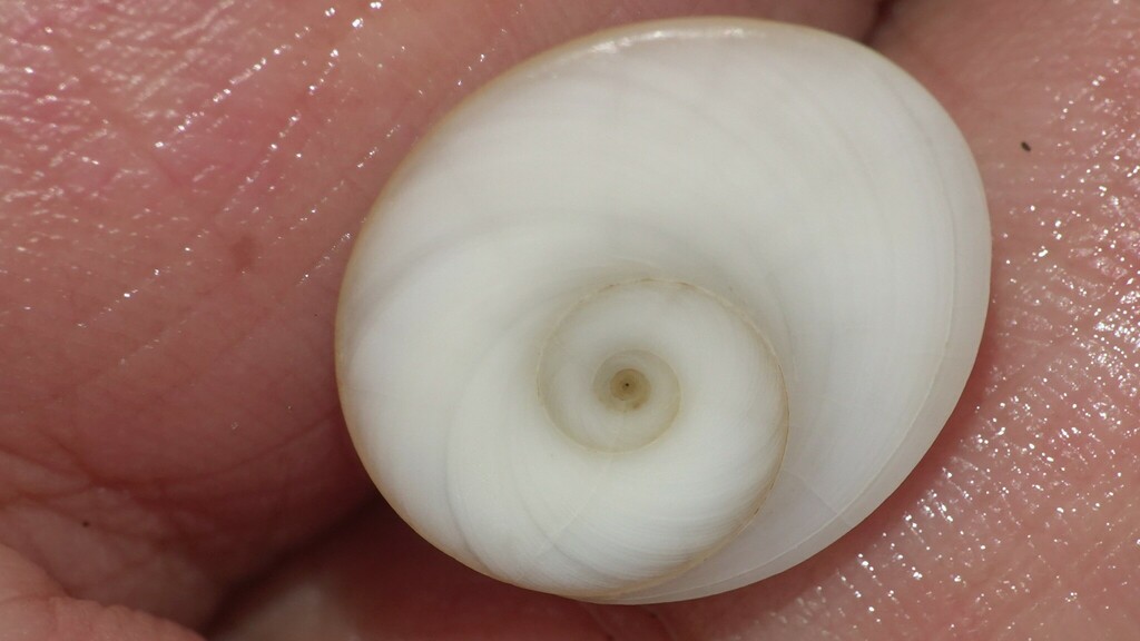 Turban Snails from Palolem Beach, Goa, India on December 10, 2023 at 08 ...