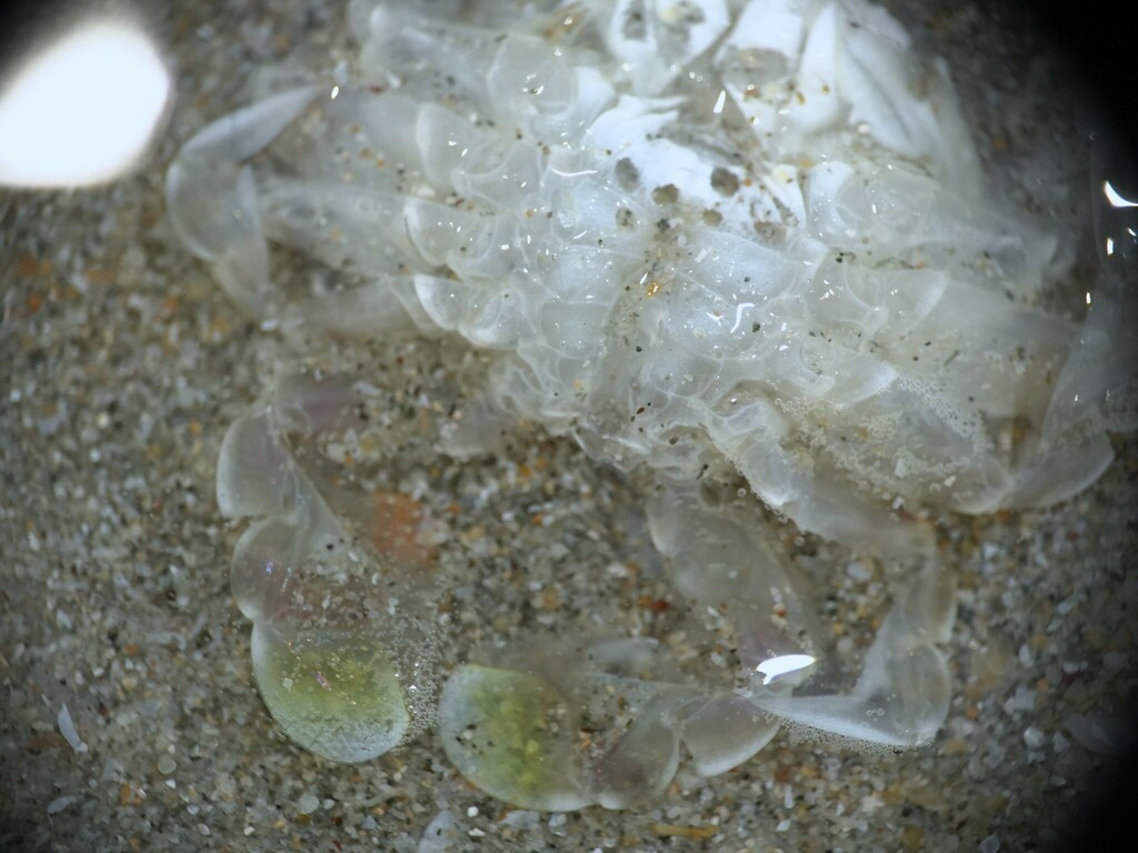 Common Moon Crab from Varca Beach, Fatrade, Goa, India on December 11 ...