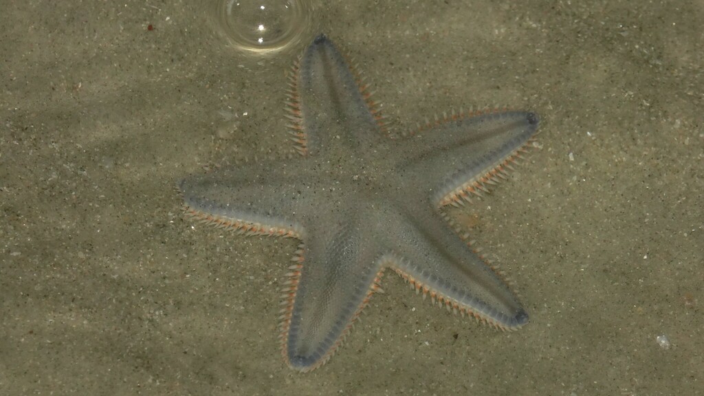 Plain Sand Star from Varca Beach, Fatrade, Goa, India on December 11 ...