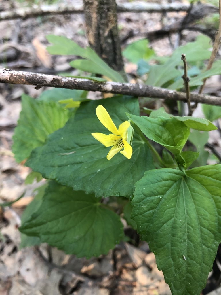 Smooth Yellow Violet in April 2019 by Marissa · iNaturalist