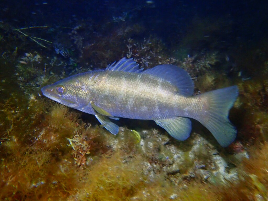 Black Sand Bass from South Cottesloe Sponge Gardens, Perth WA ...