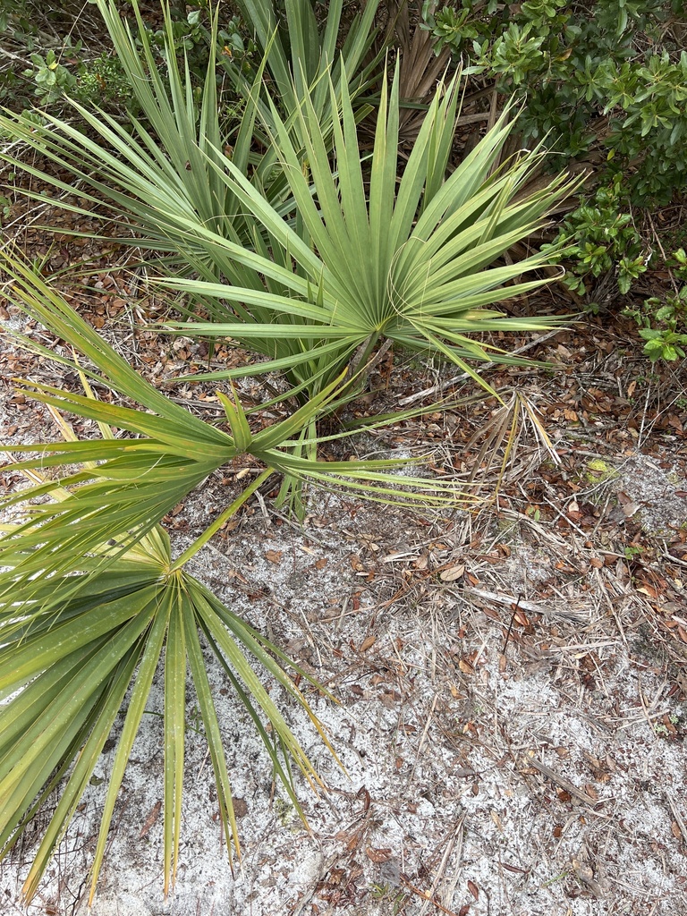 Scrub Palmetto from Volusia County, US-FL, US on December 24, 2023 at ...