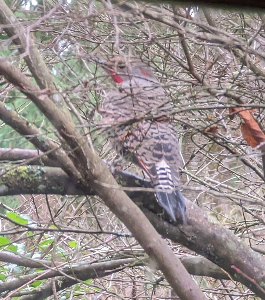 Northern Flicker from Duvall, WA 98019, USA on January 2, 2024 at 01:17 ...
