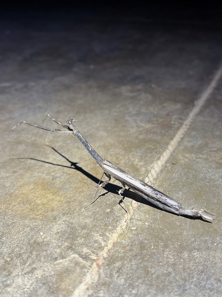 Toxoderopsis taurus from Ramanagara, IN-KA, IN on November 16, 2023 at ...