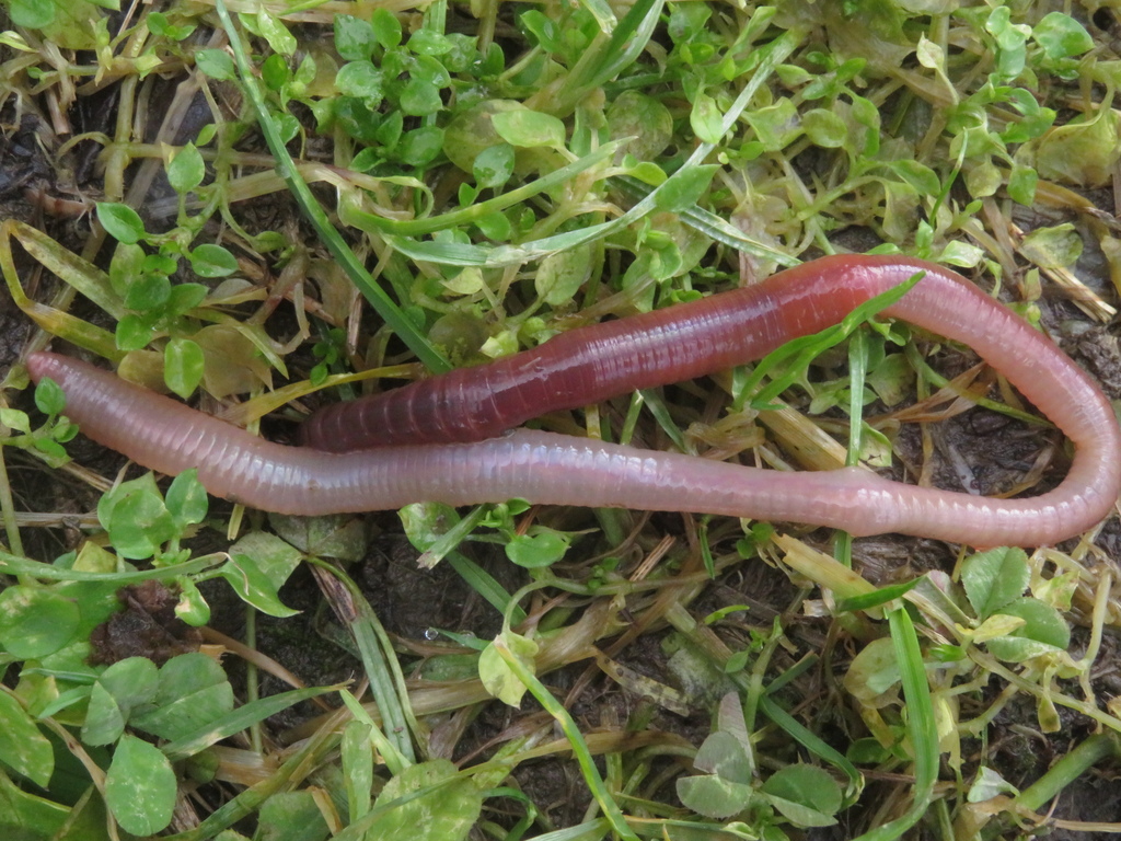 Common Earthworm from Táplánszentkereszt, 9761 Magyarország on January ...