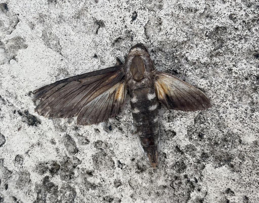 Alope Sphinx in January 2024 by larvalfishguy · iNaturalist