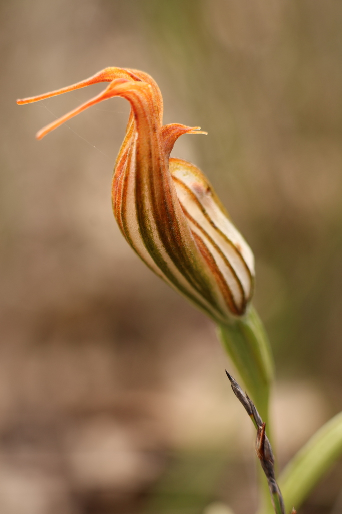 jug orchid from Birdwood NR, Cherry Tree Pool WA 6395, Australia on ...