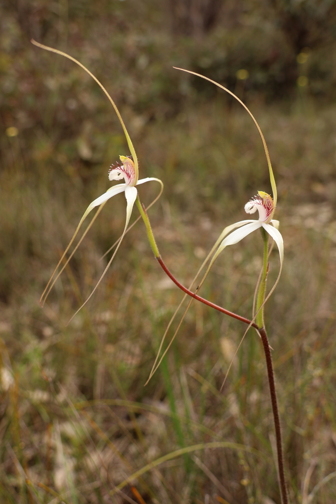 Stark white spider orchid from Birdwood NR, Cherry Tree Pool WA 6395 ...