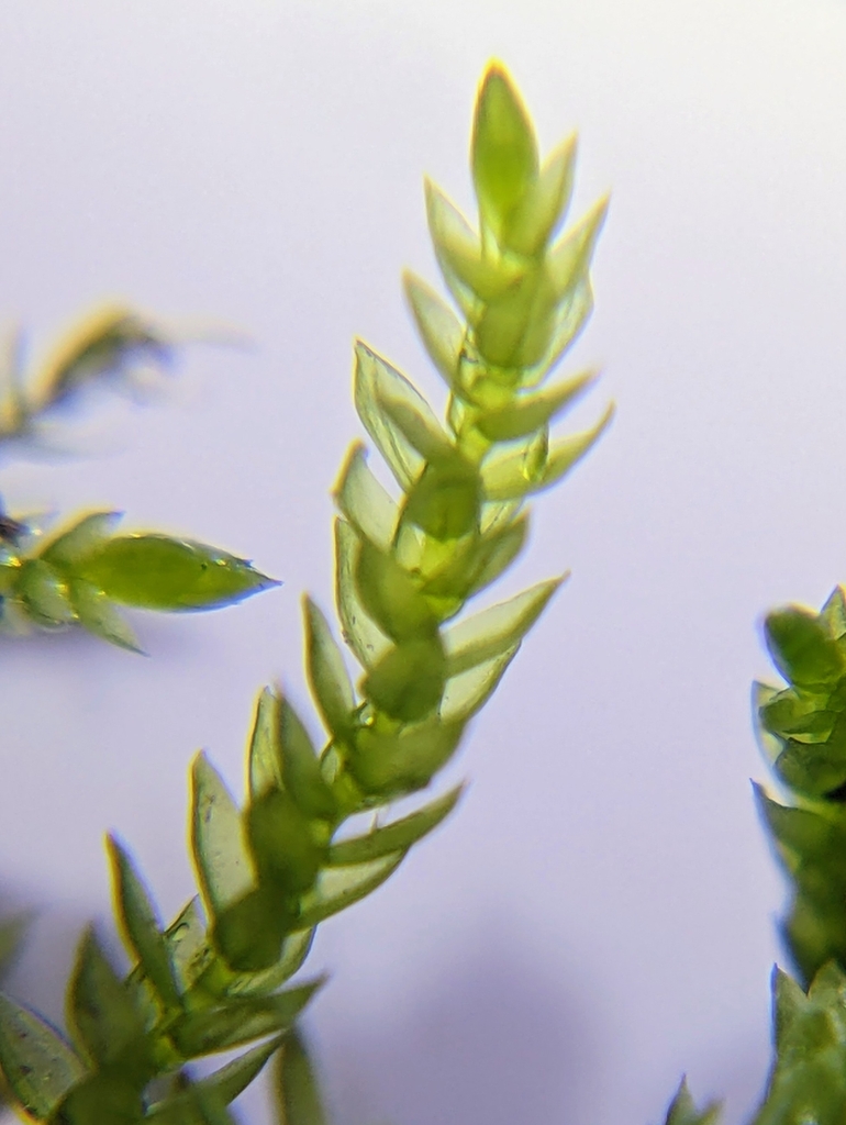 Tufted Feather-moss from Shrewsbury, UK on January 4, 2024 at 03:19 PM ...