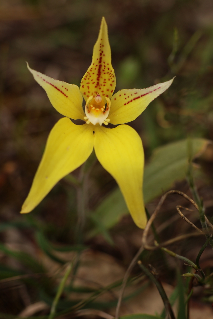 Cowslip Orchid from Birdwood NR, Cherry Tree Pool WA 6395, Australia on ...