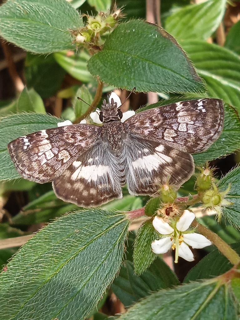 Chiomara from San Cristóbal, Táchira, VE on January 3, 2024 at 11:37 AM ...