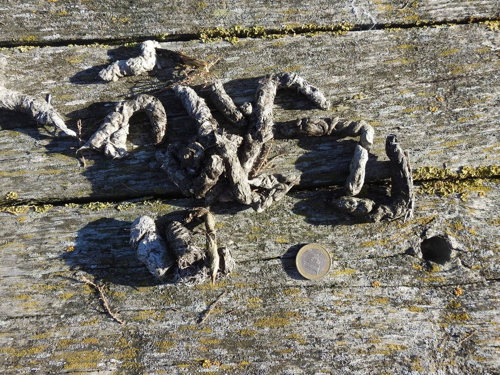 Northern Small-spotted Genet from Bouches-du-Rhône, Provence-Alpes-Côte ...