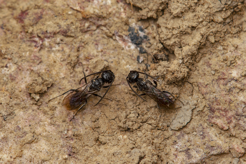 Observations by nana7mi · iNaturalist