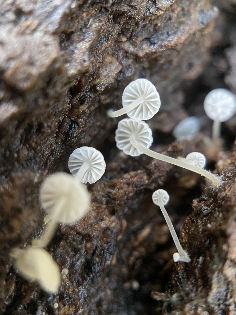 Bark Bonnet in January 2024 by sarastins · iNaturalist