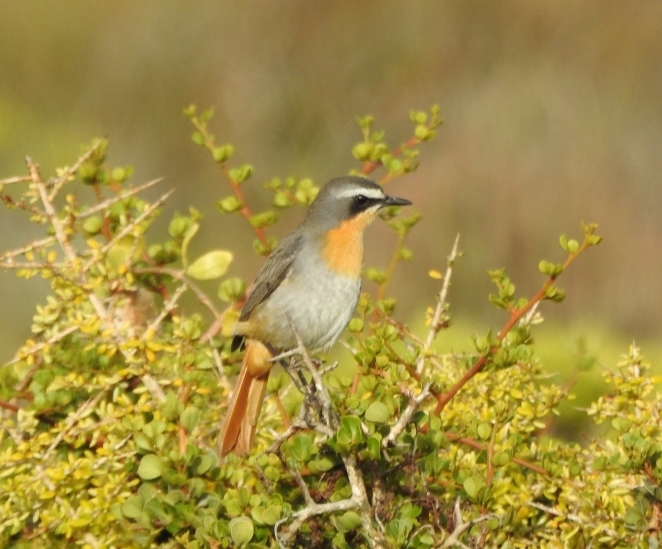 Cape Robin-Chat from Yzerfontein, 7351, South Africa on January 4, 2024 ...