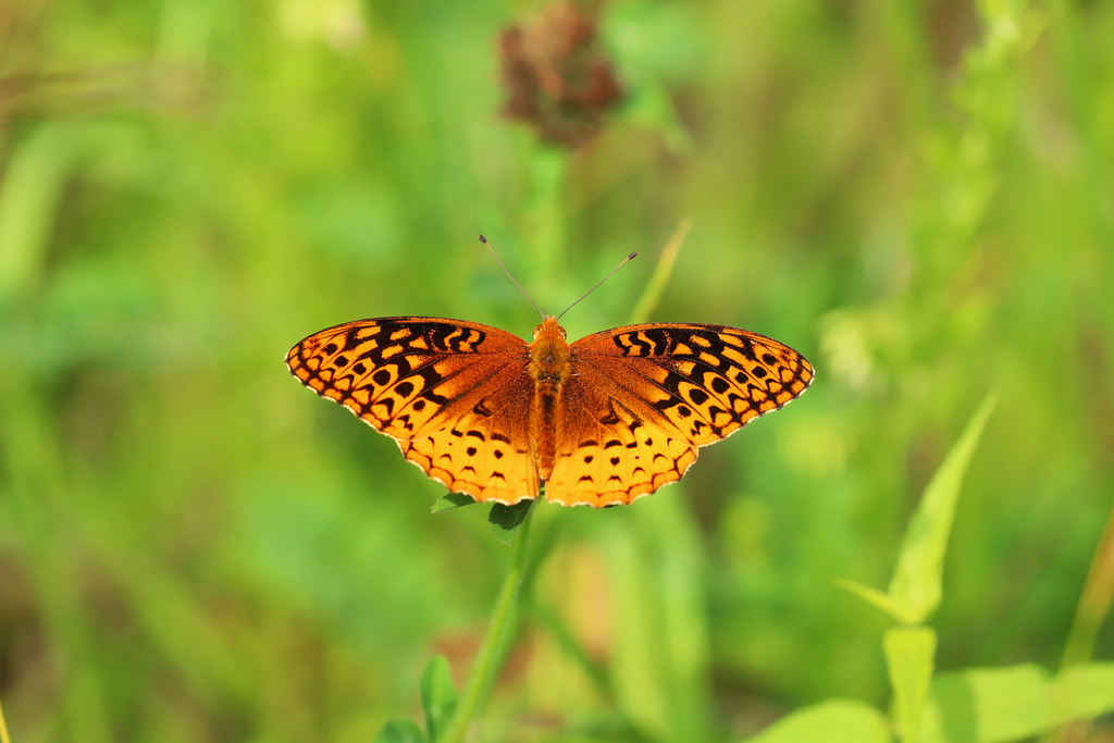 Great Spangled Fritillary from Buckingham County, VA, USA on June 5 ...
