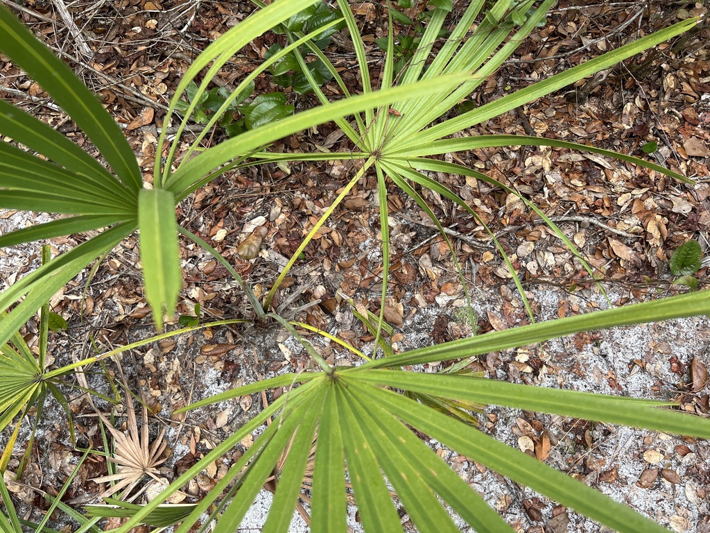 Scrub Palmetto from Volusia County, US-FL, US on December 24, 2023 at ...