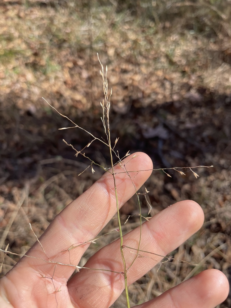 Chapman's tridens from Brookhaven, MS, US on January 2, 2024 at 12:46 ...