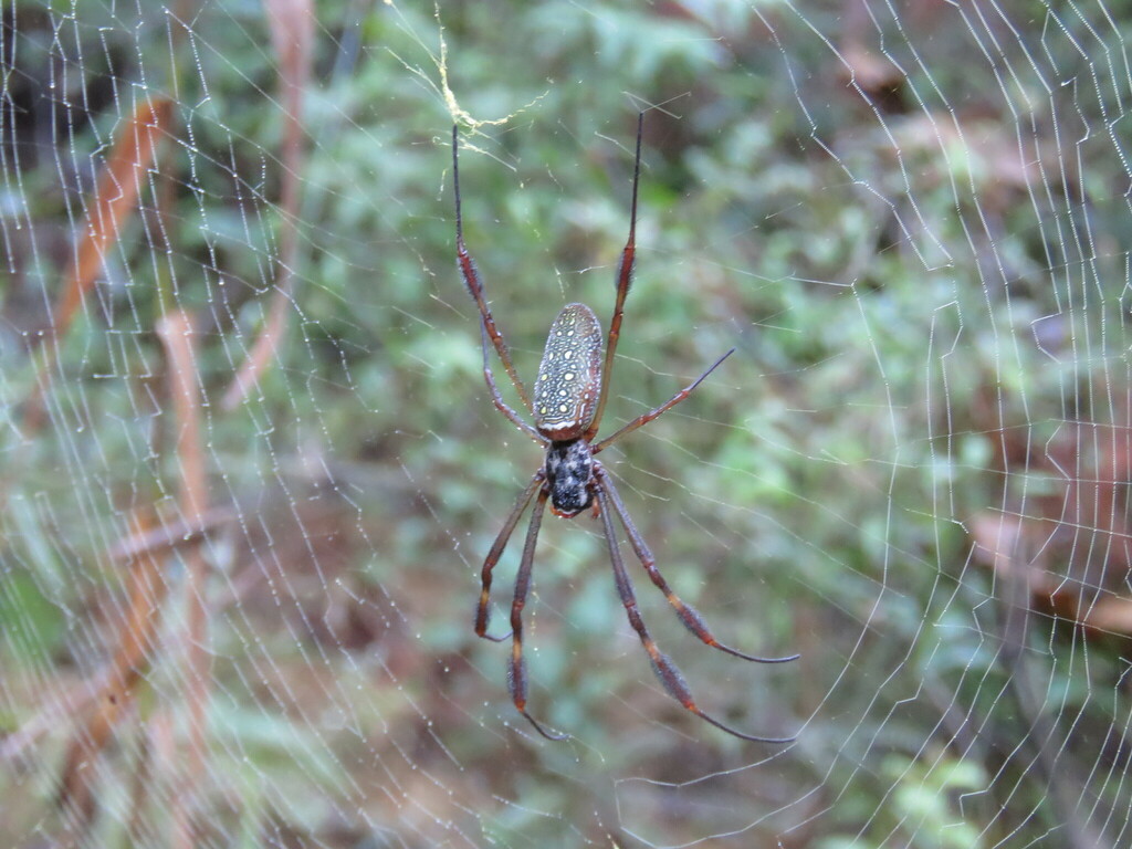 Golden Silk Spider from San Sebastián del Oeste, Jal., México on ...
