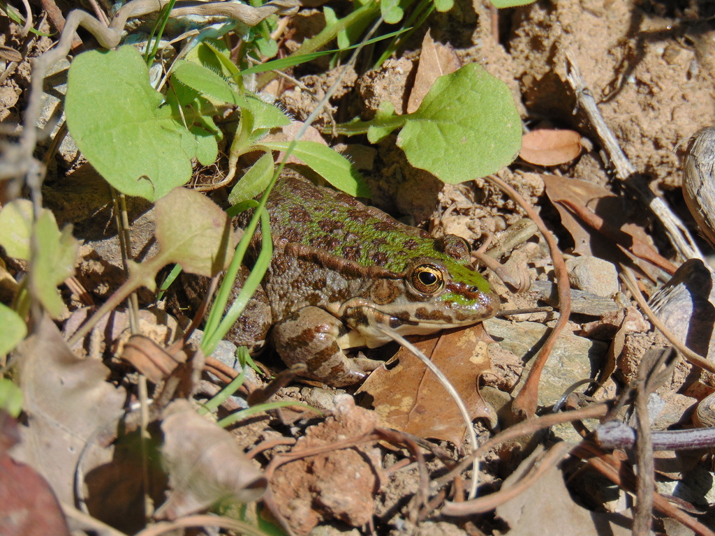 Balkan Frog from Thessalia, Greece on March 25, 2023 at 07:23 AM by ...