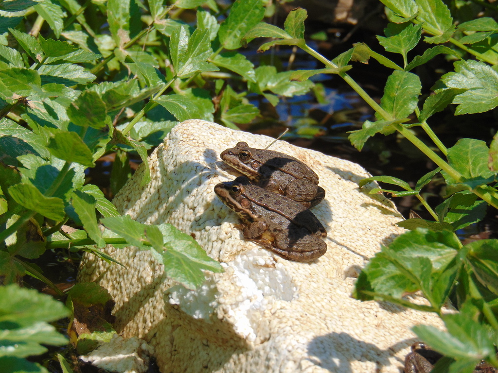 Balkan Frog from Thessalia, Greece on March 25, 2023 at 07:34 AM by ...
