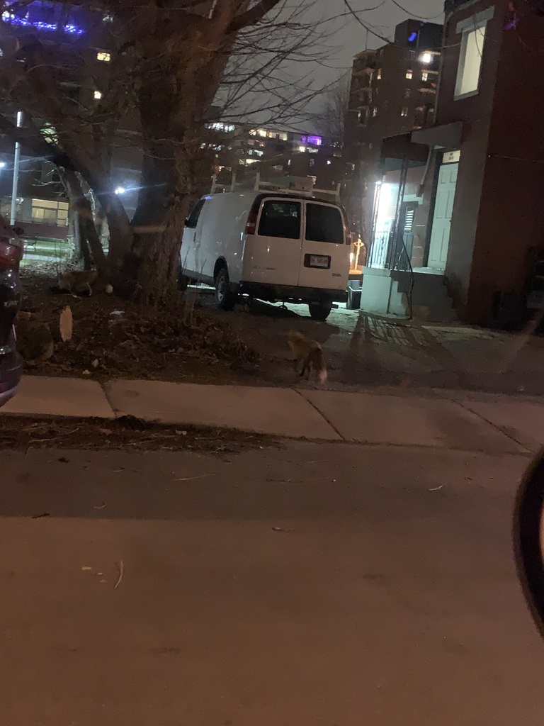 Red Fox from Cosburn Ave, Toronto, ON, CA on January 3, 2024 at 07:45 ...