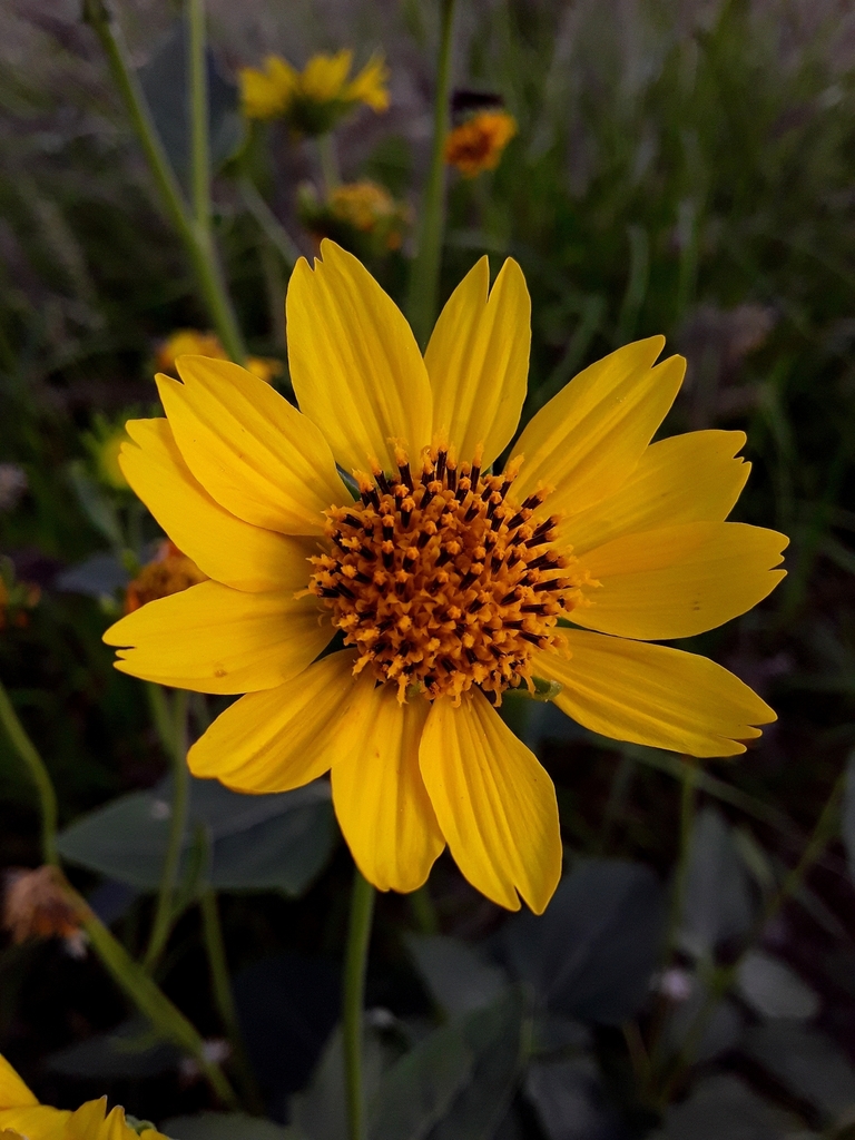 cowpen daisy from San Fernando del Valle de Catamarca, Catamarca ...