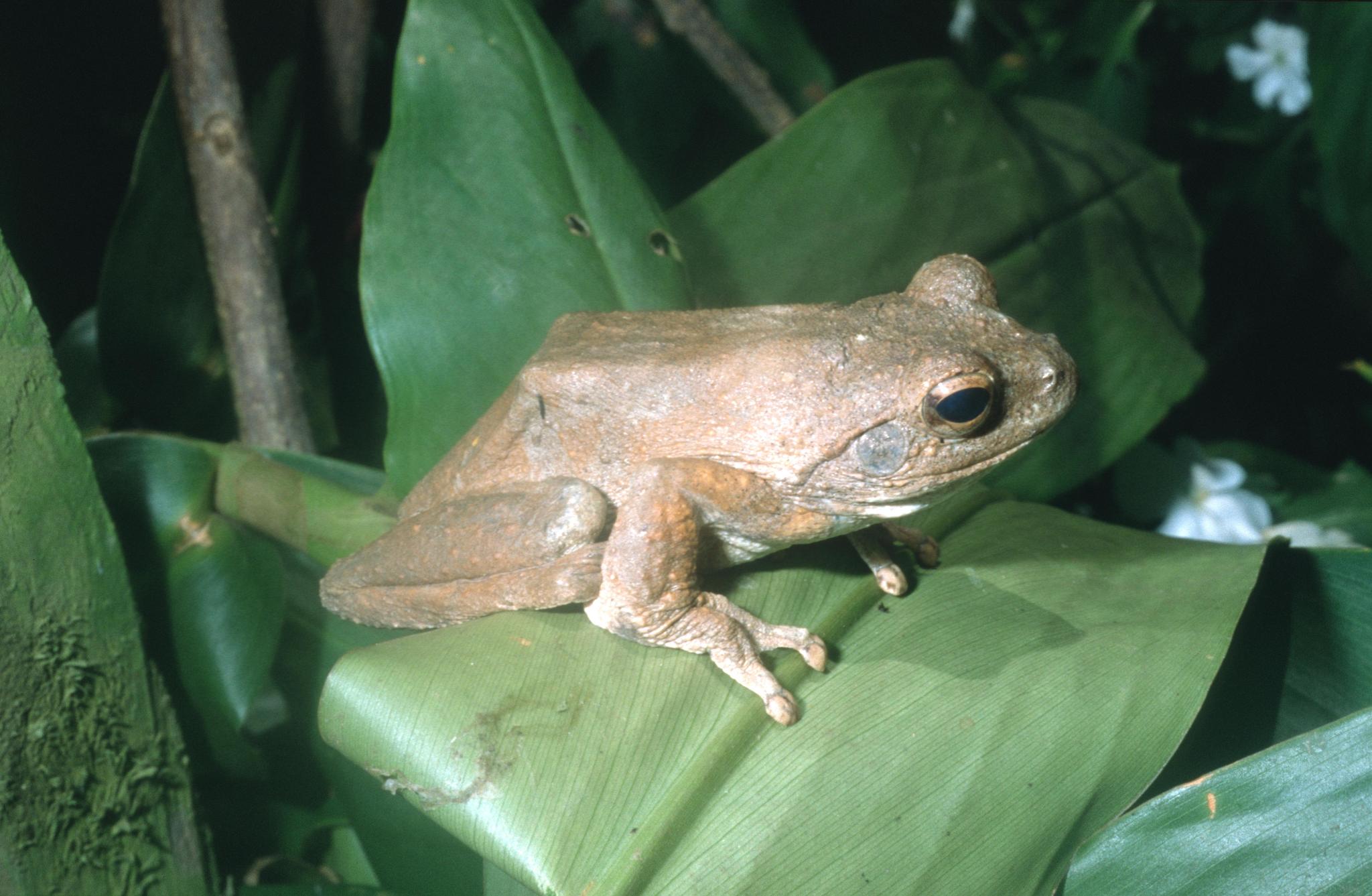 Chiromantis petersii Boulenger, 1882
