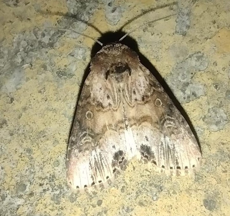 Owlet Moths and Allies from Elathur Periyakulam Lake on January 4, 2024 ...
