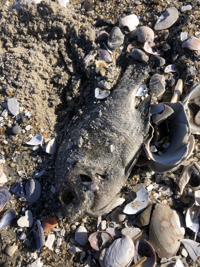 Common Sunfishes from Ocean Blvd, Hampton, NH, US on January 4, 2024 at ...
